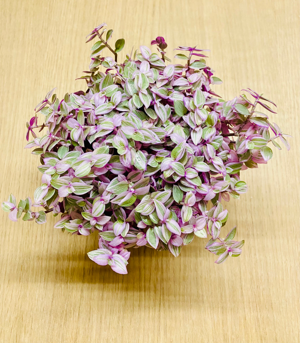 Calisia Repens rose, plante rare d'intérieur aux feuilles roses ...
