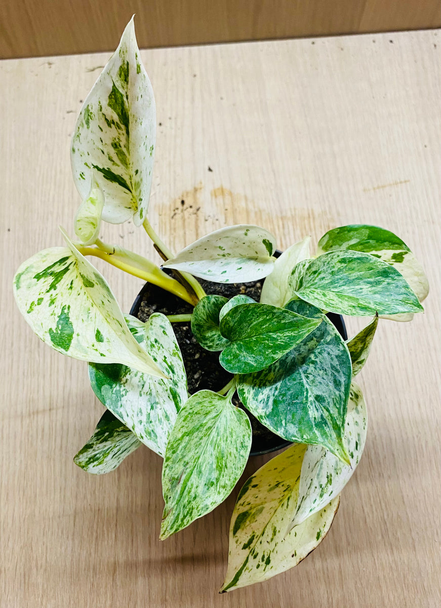 Scindapsus ou pothos marble queen – PourDevenirGrandFr