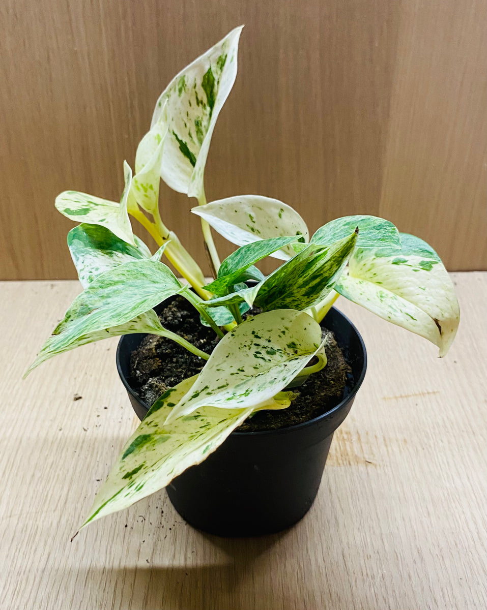 Scindapsus ou pothos marble queen – PourDevenirGrandFr
