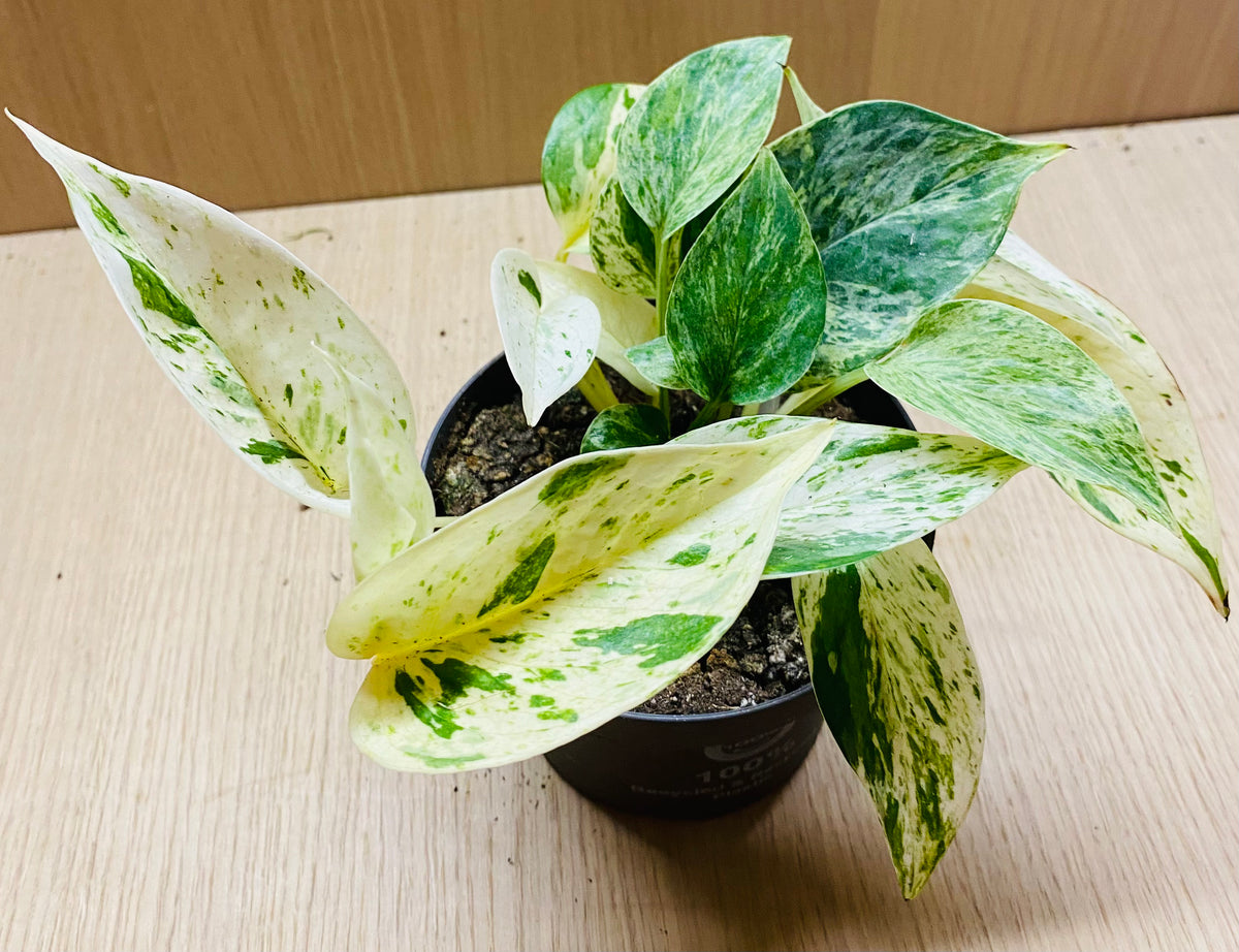 Scindapsus ou pothos marble queen – PourDevenirGrandFr
